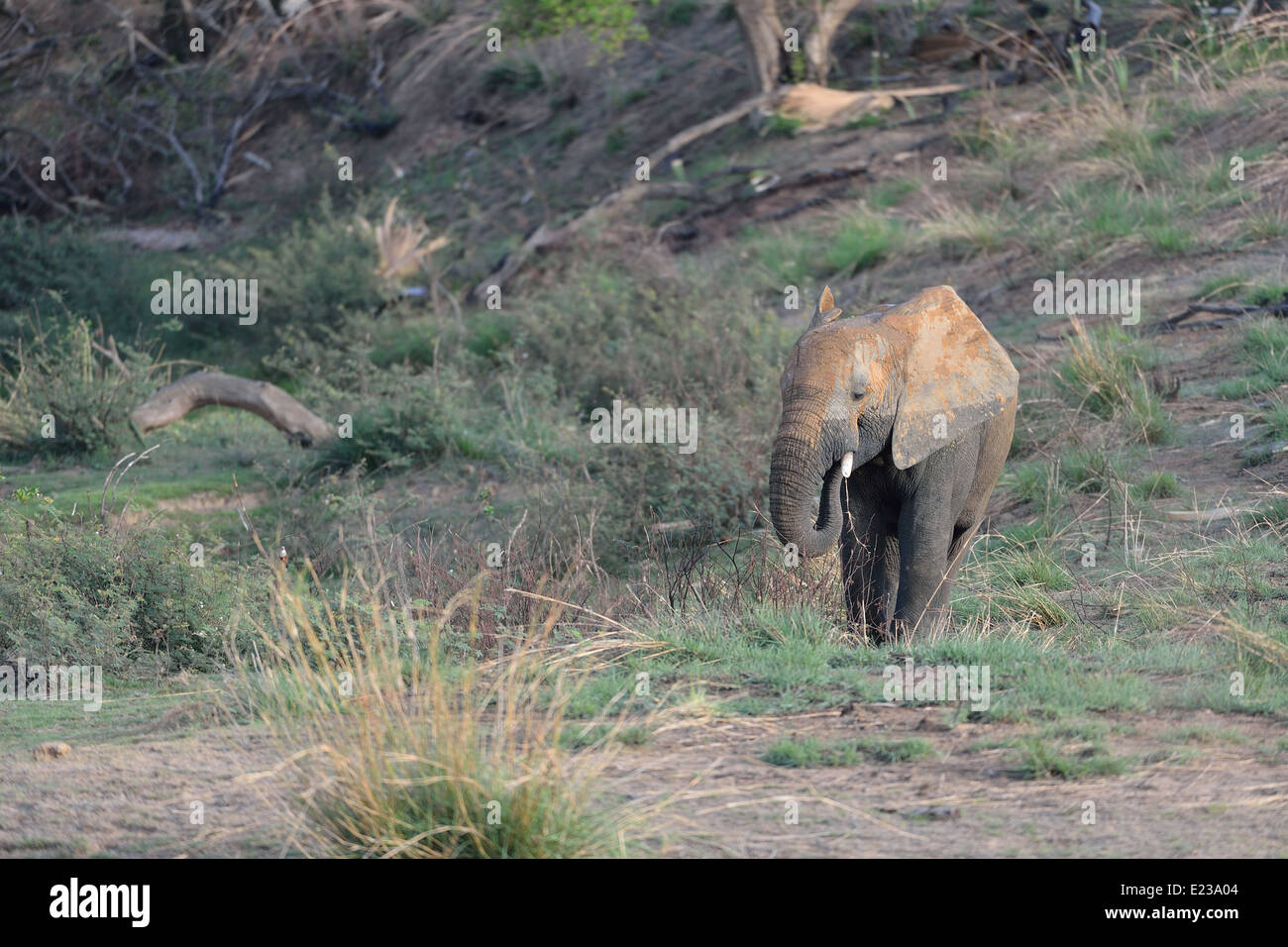African Bush Elephant - Savanna Elephant (Loxodonta africana) feeding ...