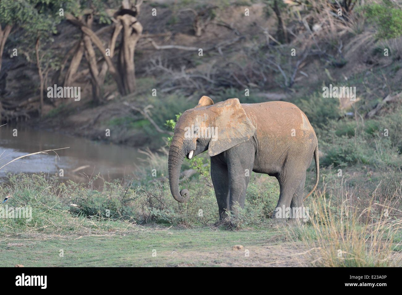 African Bush Elephant - Savanna Elephant (Loxodonta africana) feeding ...