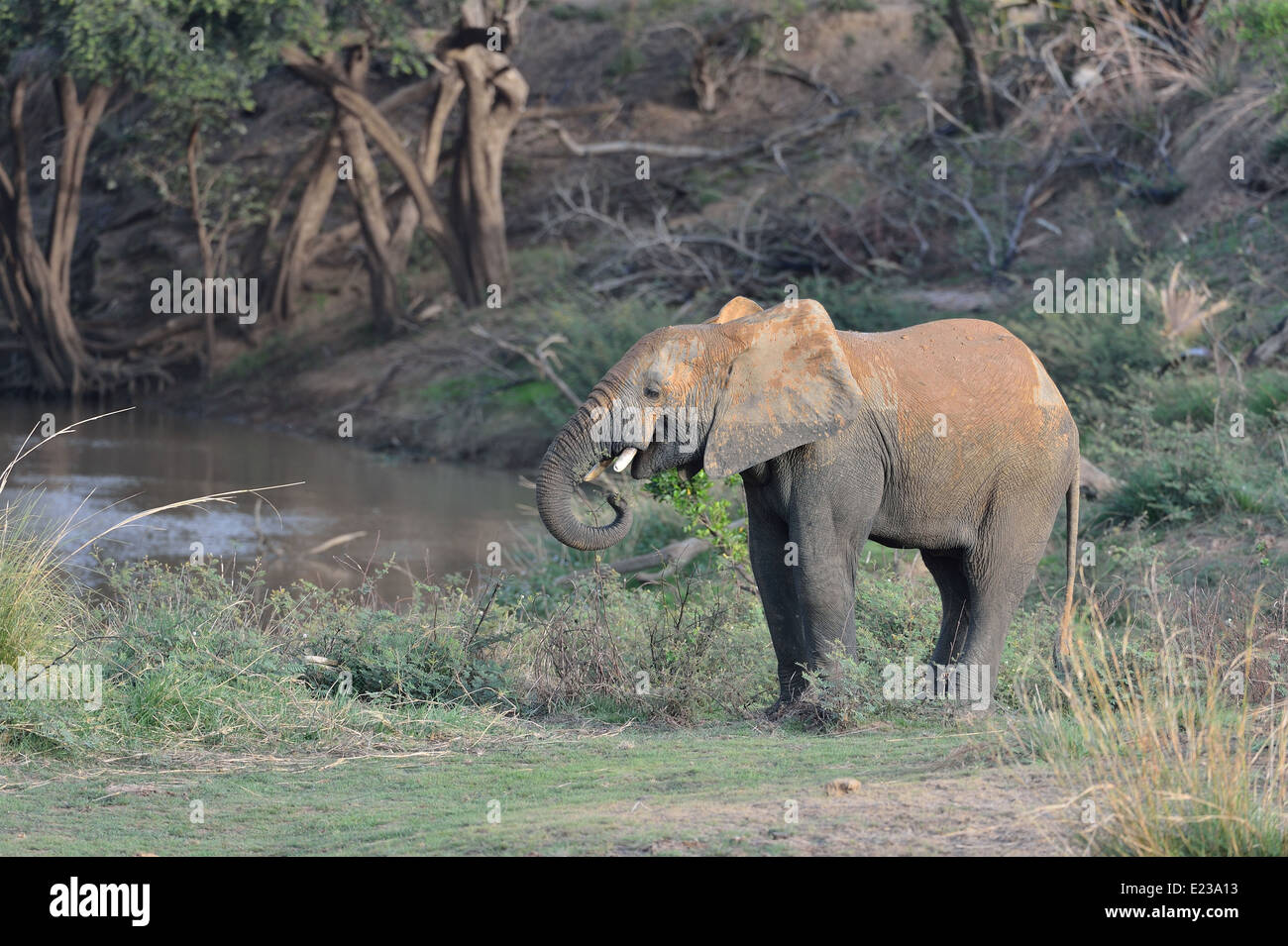 African Bush Elephant - Savanna Elephant (Loxodonta africana) feeding ...