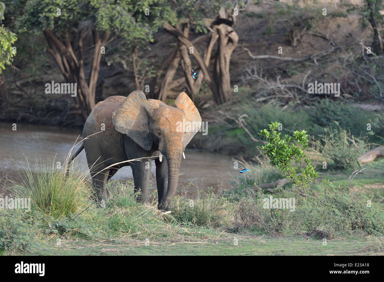 African Bush Elephant feeding near the Pendjari river with Woodland ...