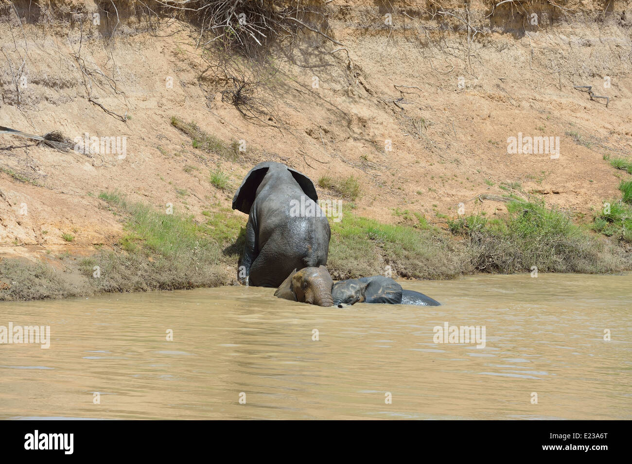 African Bush Elephant - Savanna Elephant (Loxodonta africana) climbing ...