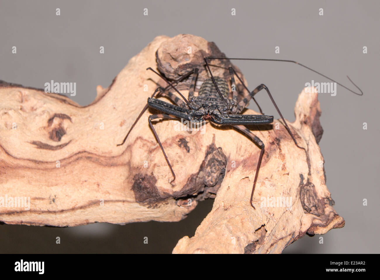Tail less whip scorpion hi-res stock photography and images - Alamy