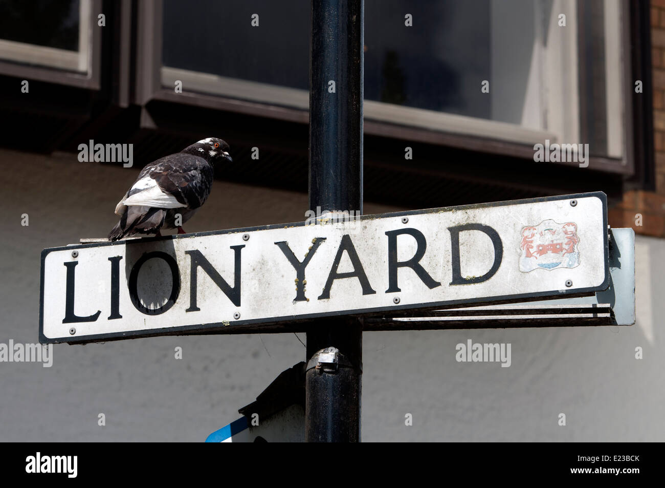 Lion Yard sign, Cambridge, England, UK Stock Photo - Alamy