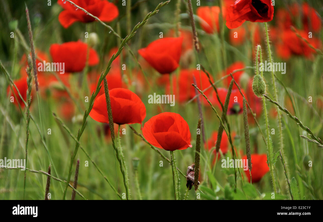 Poppies in the grass hi-res stock photography and images - Alamy