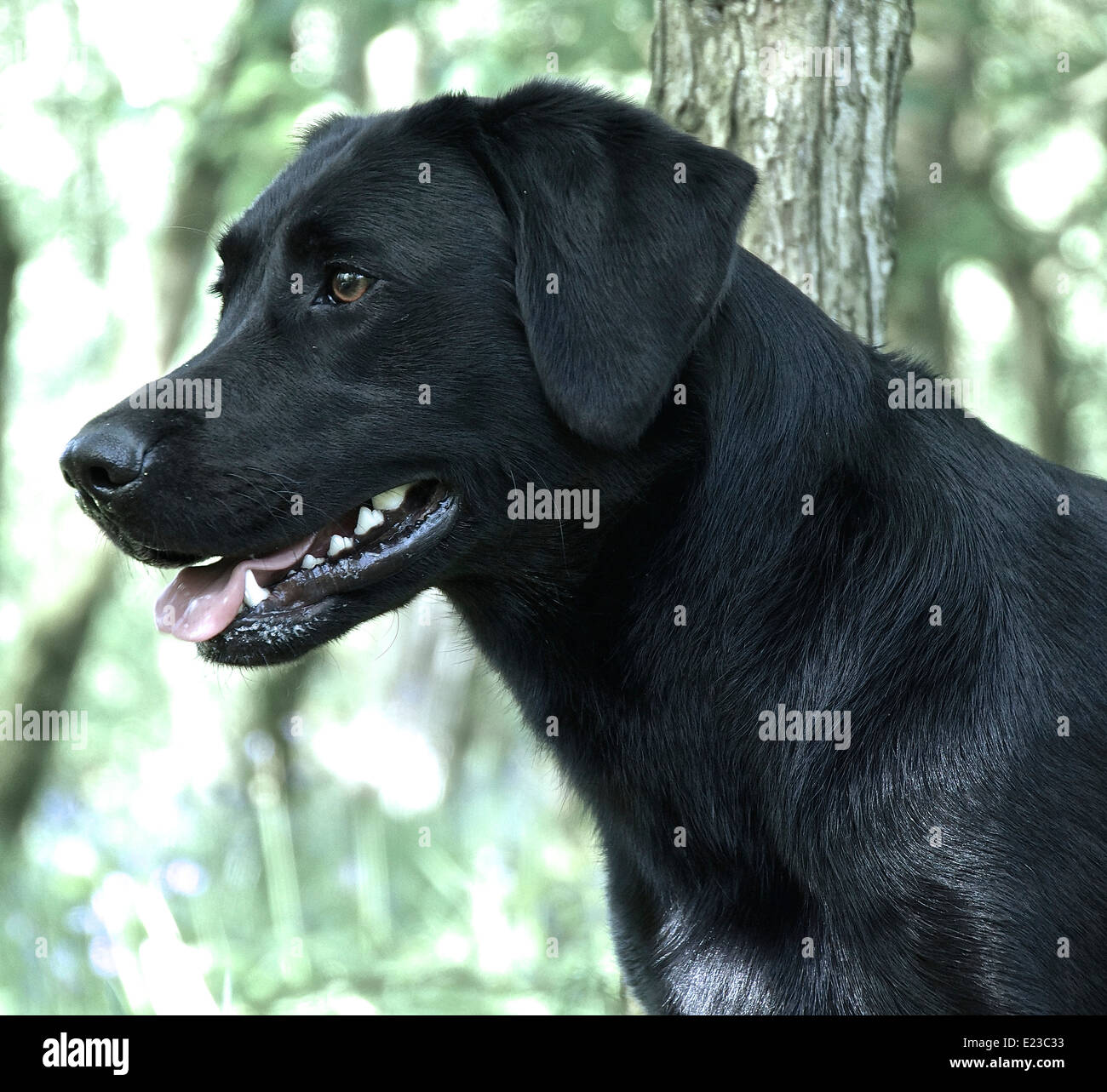 Black labrador dog hi-res stock photography and images - Alamy