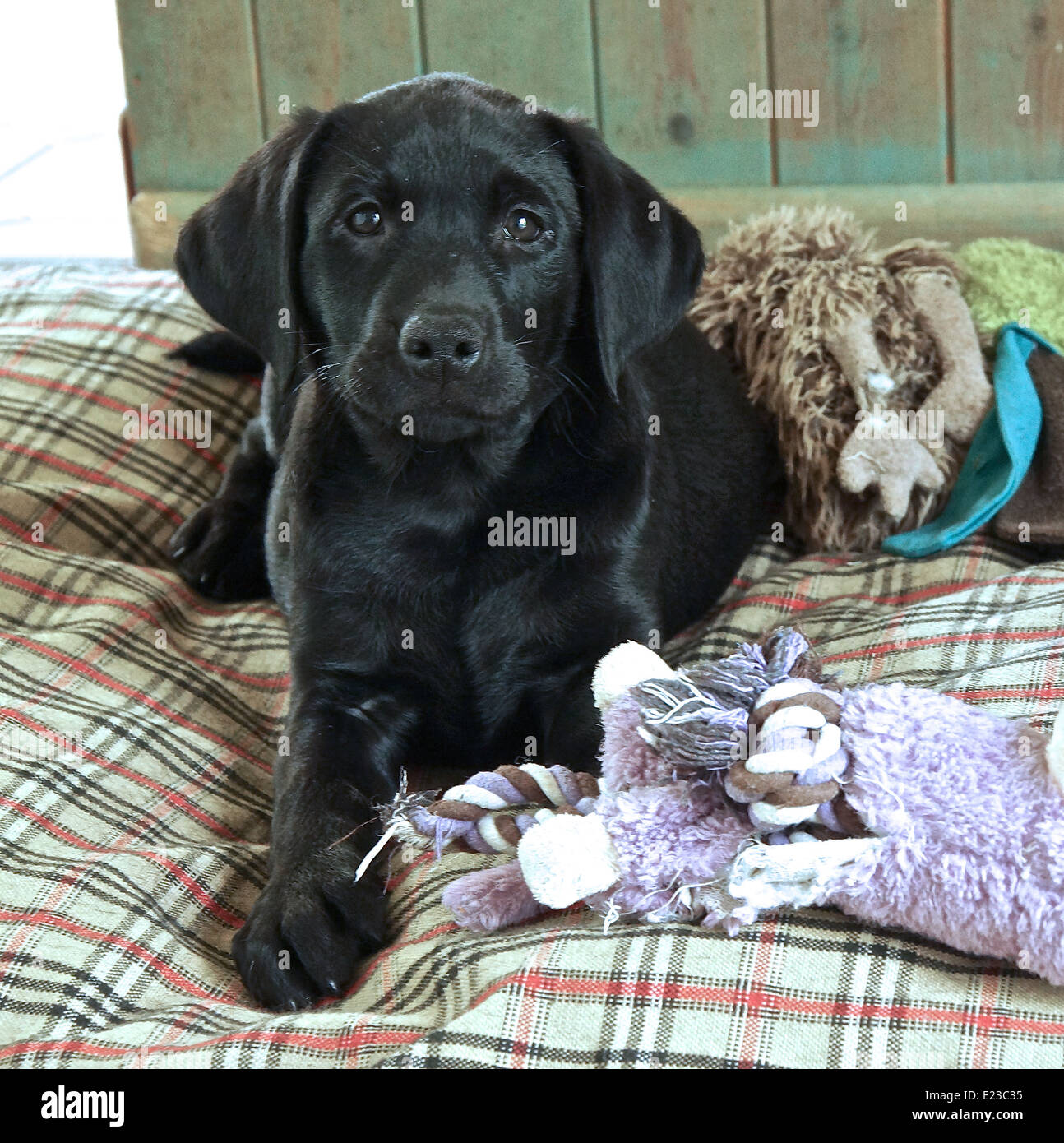 Nine week old black Labrador puppy lying on his bed looking directly at ...