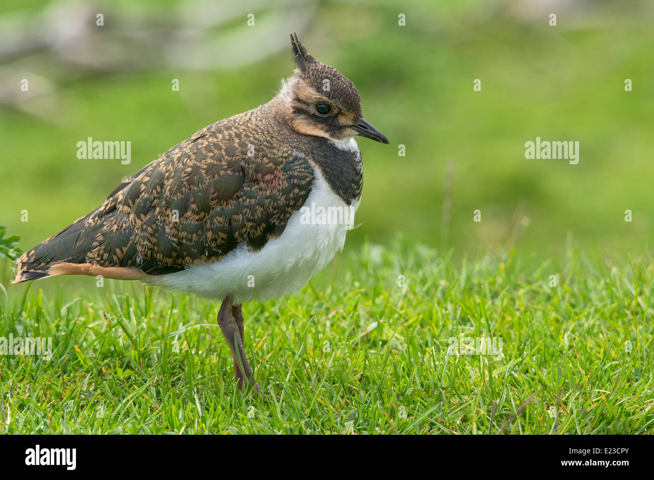 Crested plover hi-res stock photography and images - Alamy
