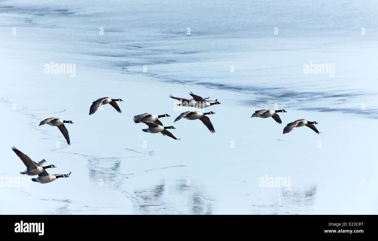 Shooting birds and wildlife hi-res stock photography and images - Alamy