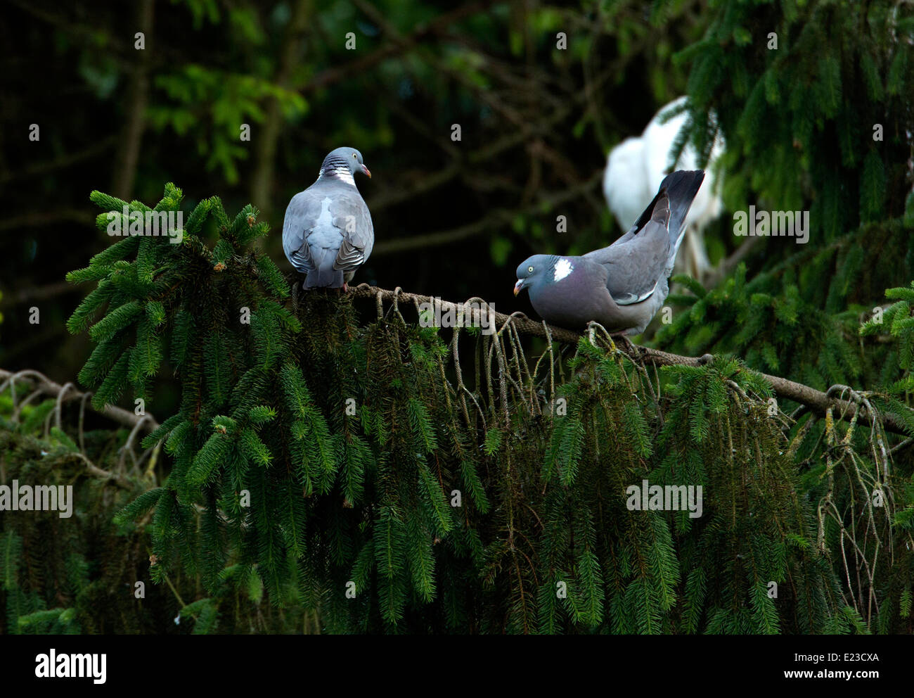 Wood pigeon bowing hi-res stock photography and images - Alamy