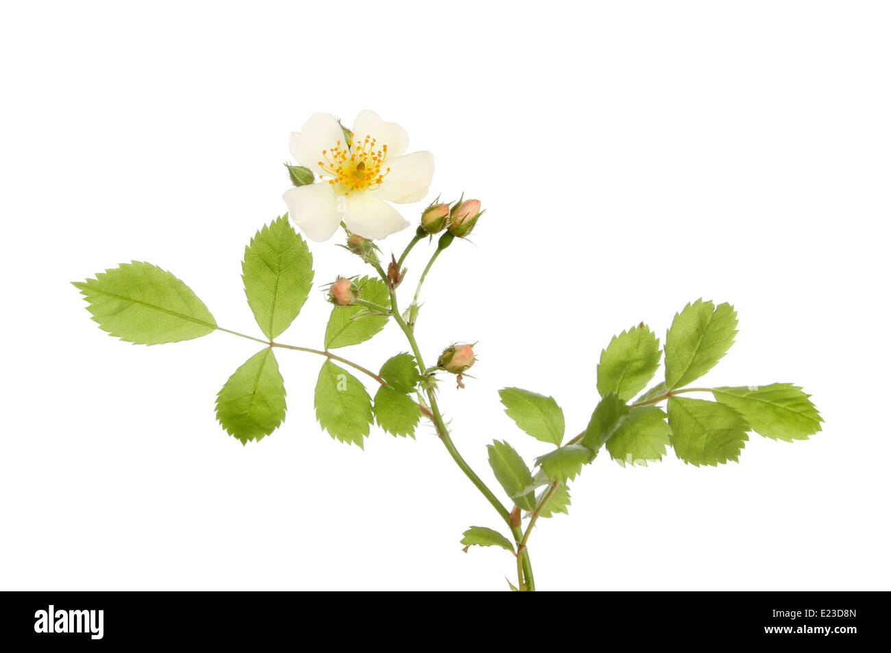Miniature white rose, flower, buds and foliage isolated against white ...