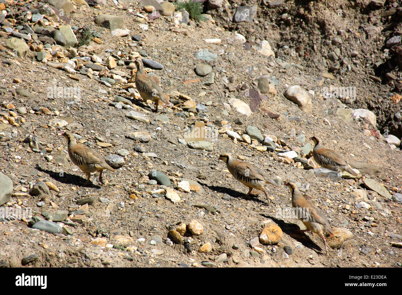 Indian partridge hi-res stock photography and images - Alamy
