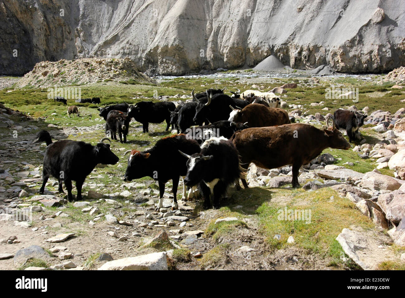 Dzo hi-res stock photography and images - Alamy