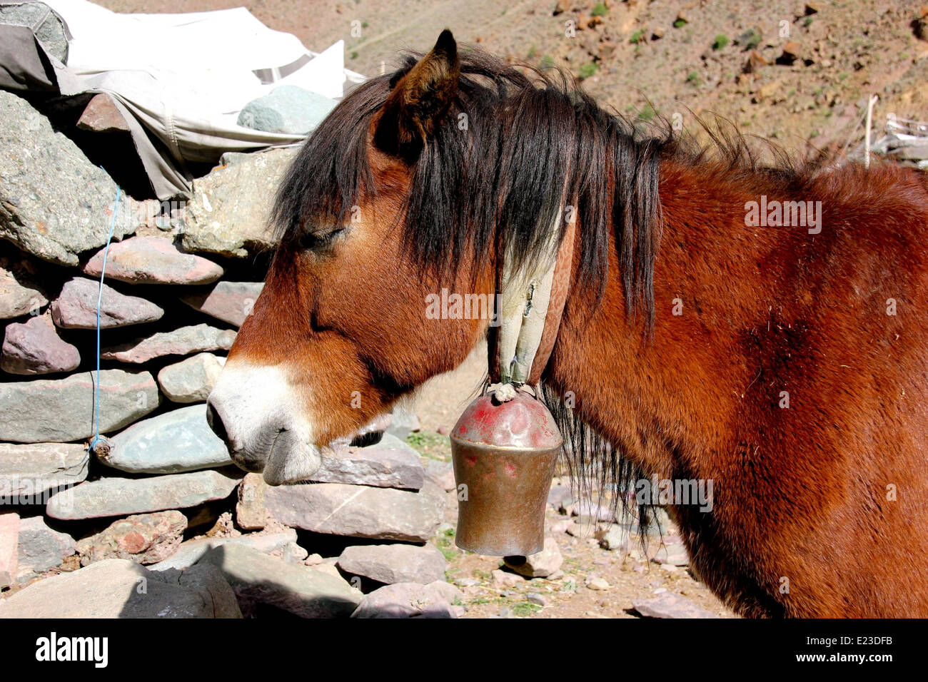 Himalayan Pony Sunbathing Stock Photo - Alamy