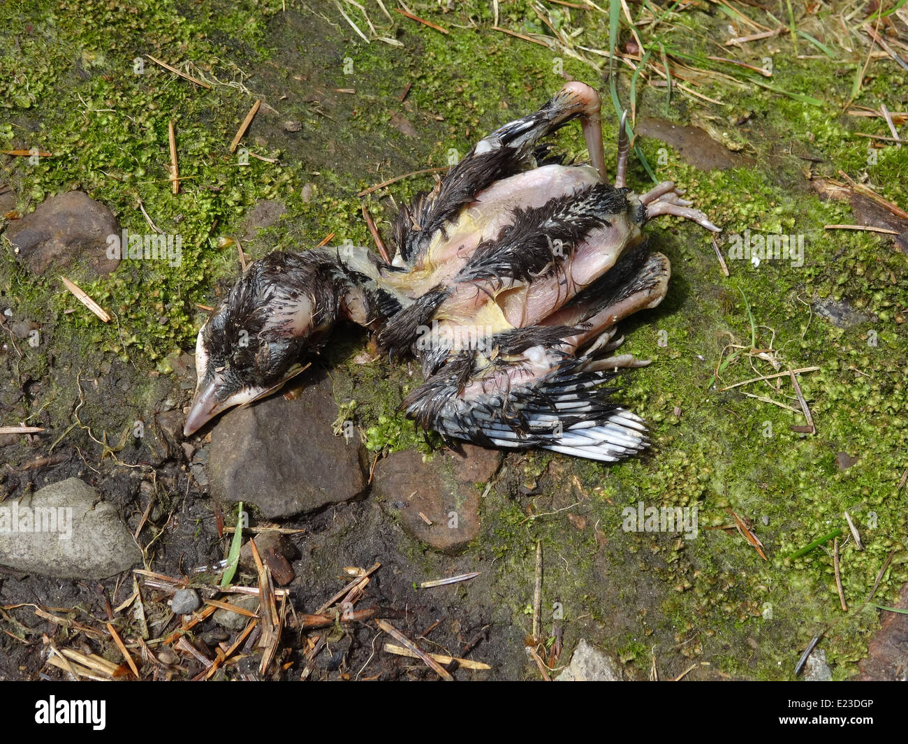 Dead Baby Magpie ( Pica pica ) Chick on the Ground, UK Stock Photo - Alamy