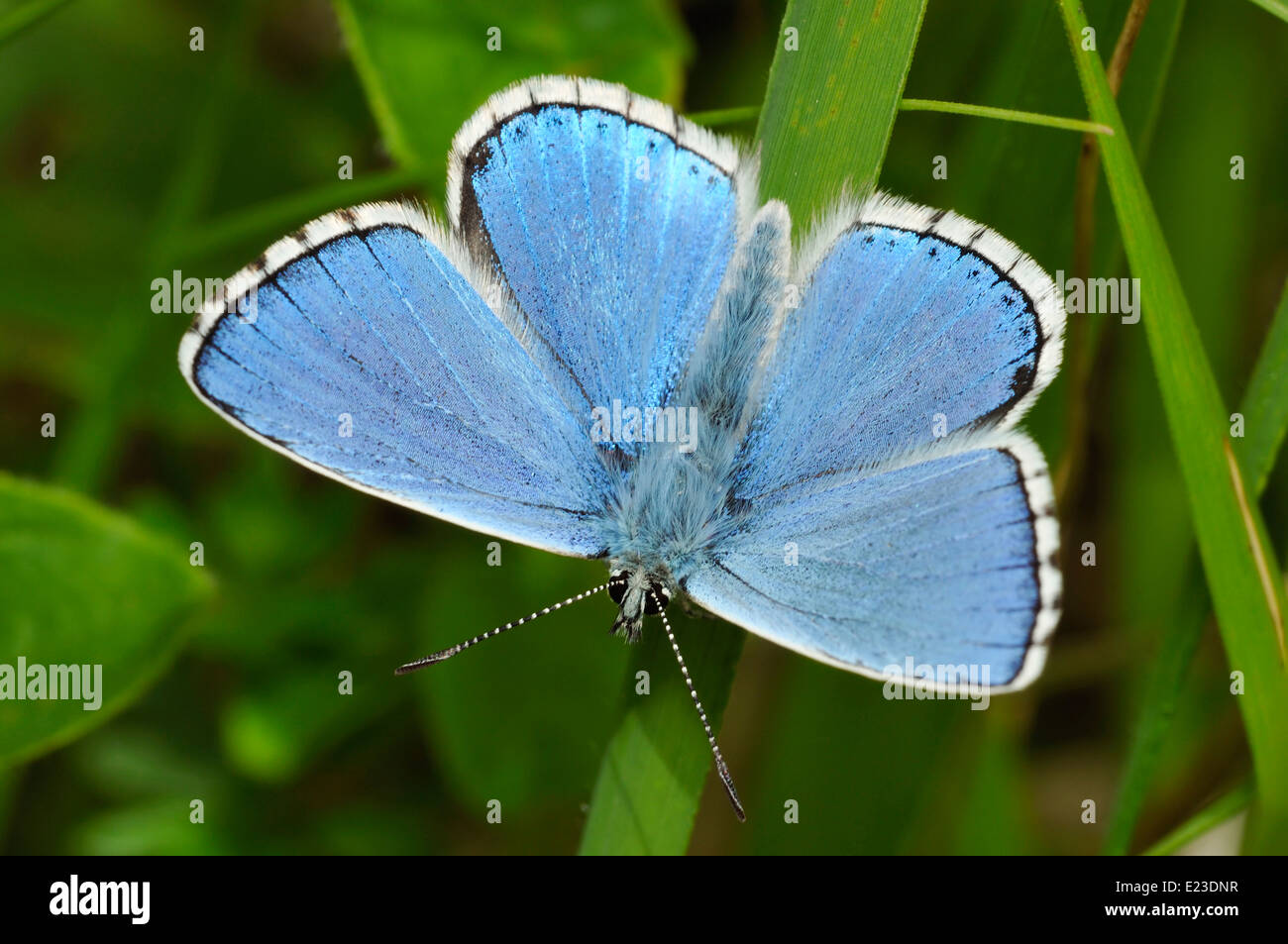 Adonis blue butterfly hi-res stock photography and images - Alamy
