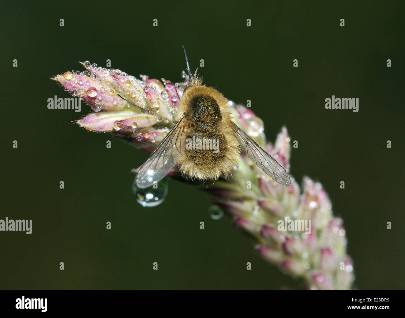 Western Bee-Fly - Bombylius canescens Roosting on wet grass Stock Photo ...