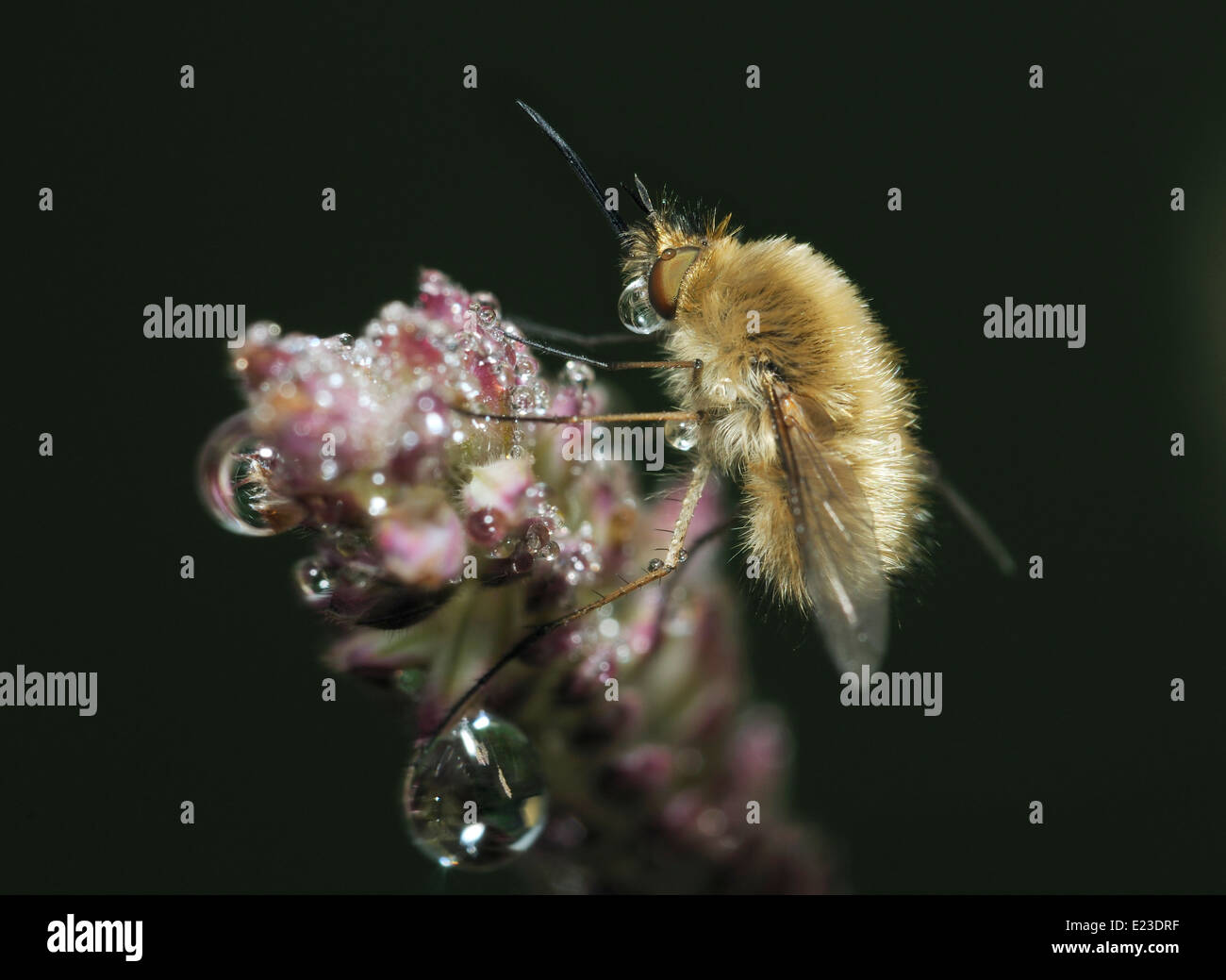 Western Bee-Fly - Bombylius canescens Roosting on wet grass Stock Photo ...