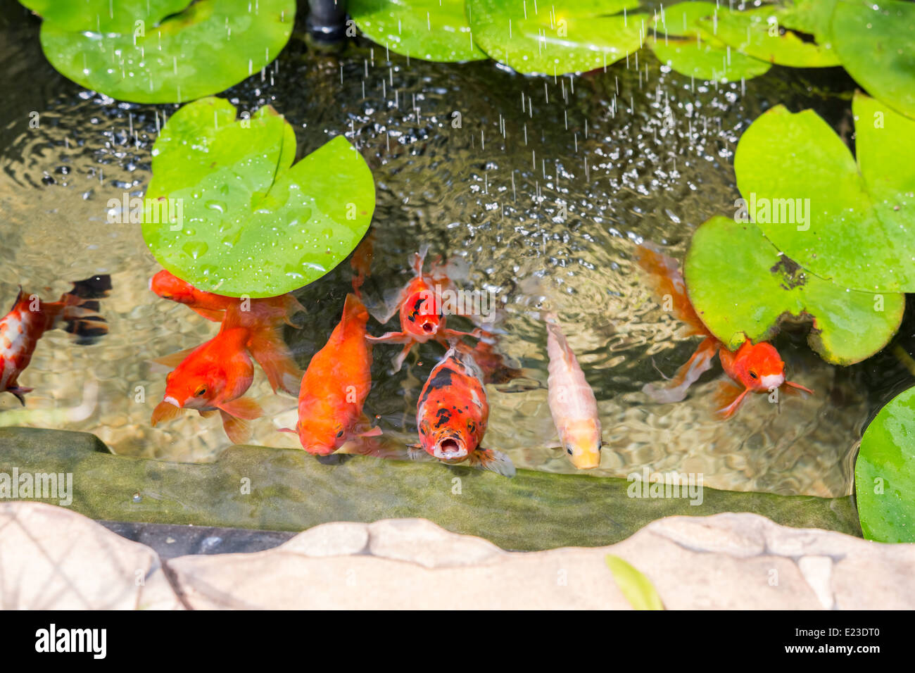 Goldfish In Natural Pond Close Up Stock Photo - Alamy