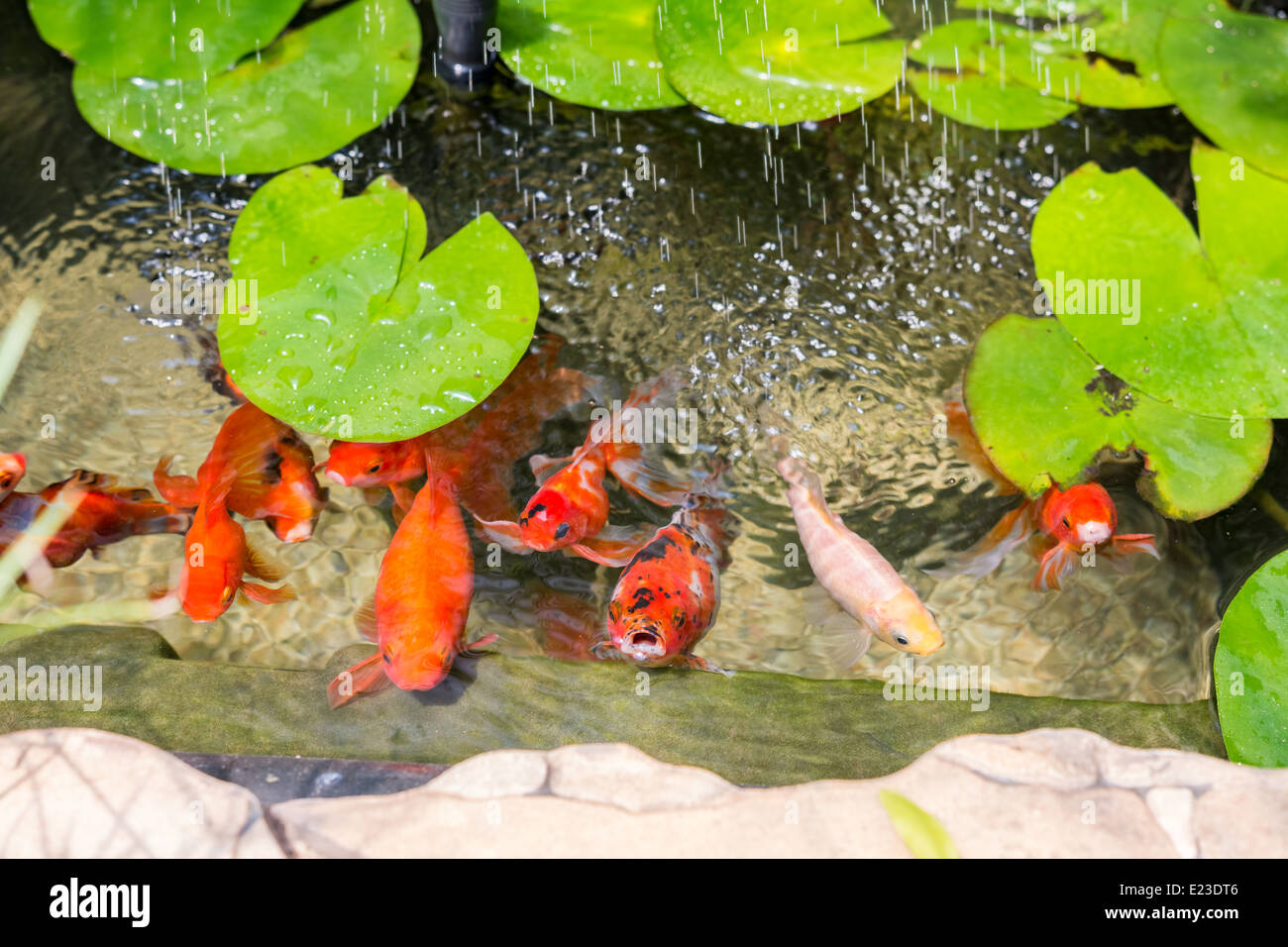 Goldfish plants hi-res stock photography and images - Alamy