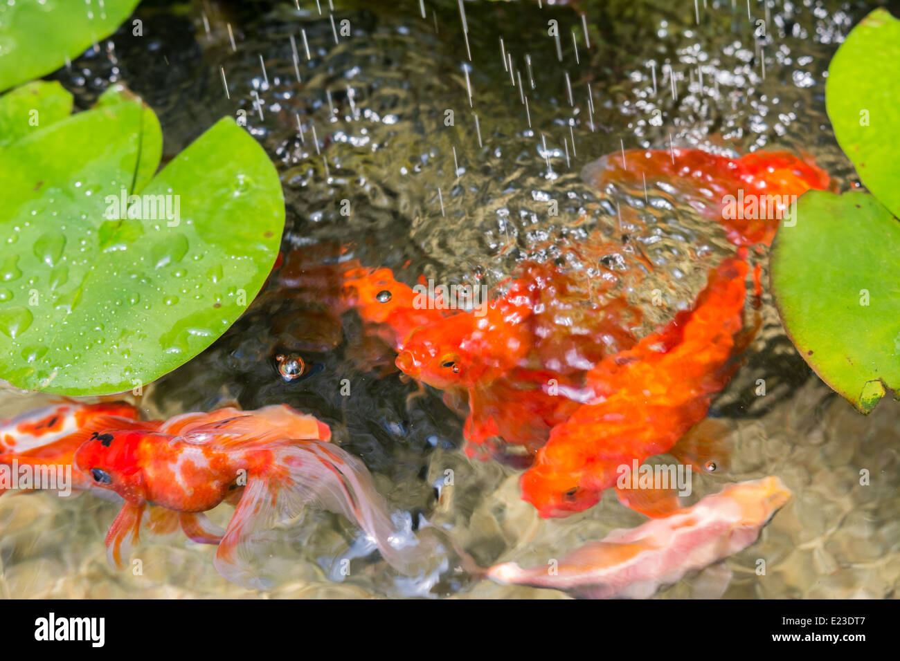 Goldfish In Natural Pond Close Up Stock Photo - Alamy