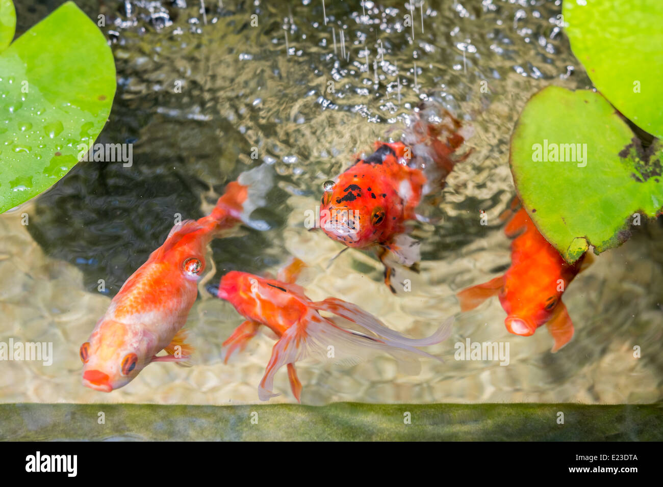 Goldfish In Natural Pond Close Up Stock Photo - Alamy