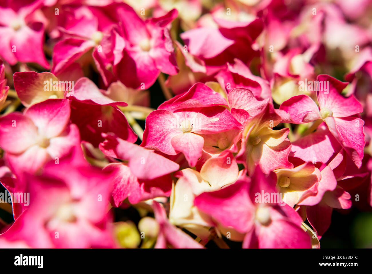 Pink flowering hydrangeas close hi-res stock photography and images - Alamy