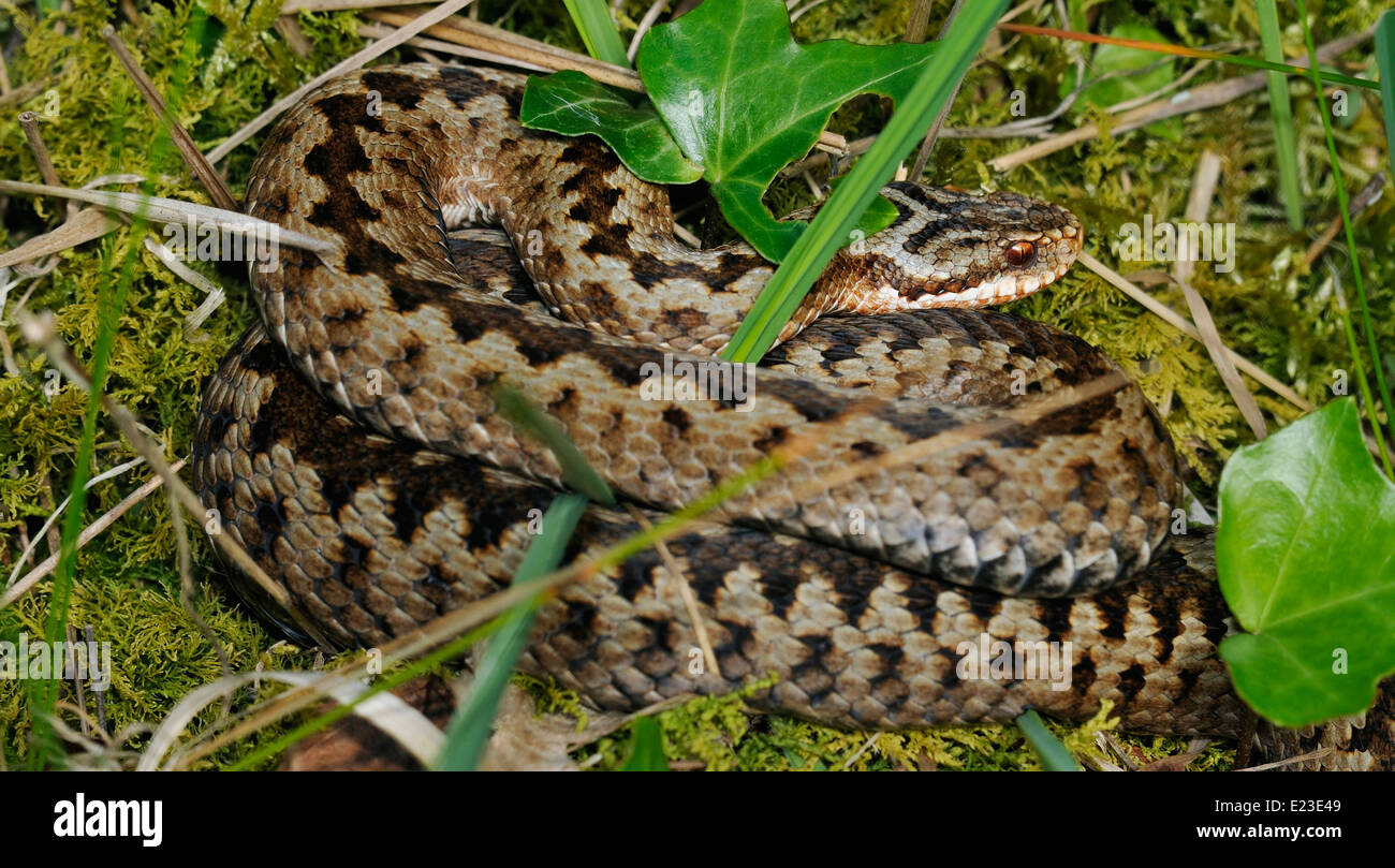 Female adder hi-res stock photography and images - Alamy