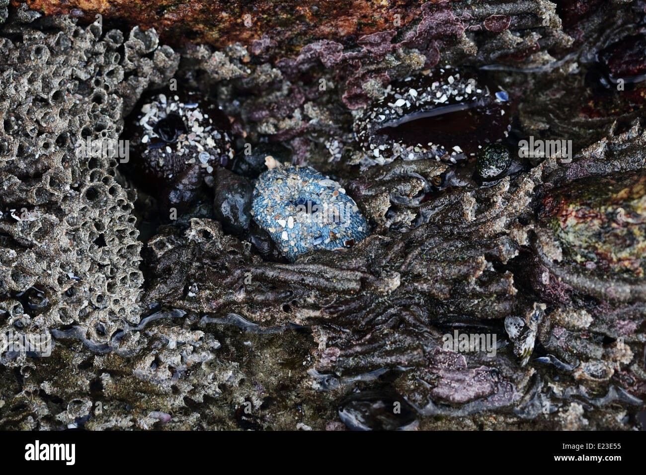Sea creatures growing in a rock pool on the Paternoster coast Stock ...