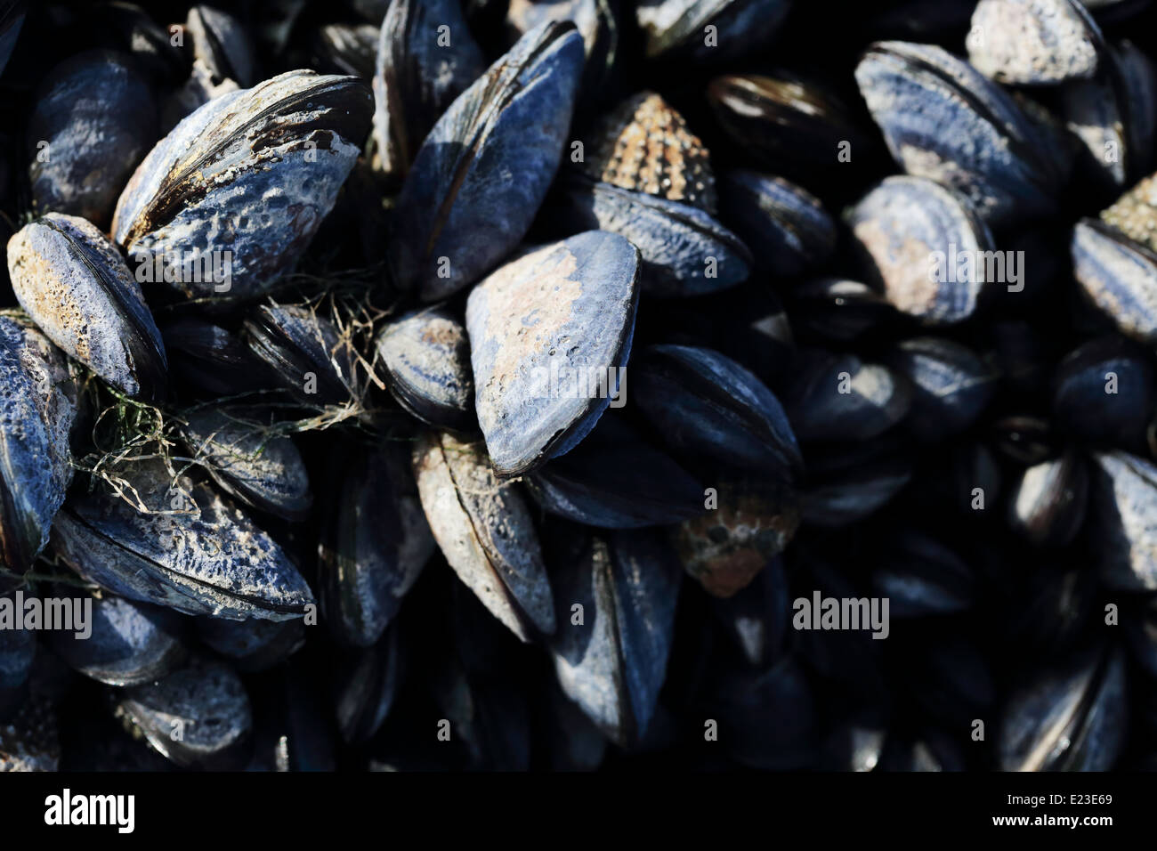 Mussels growing on rocks on the Paternoster coast Stock Photo - Alamy