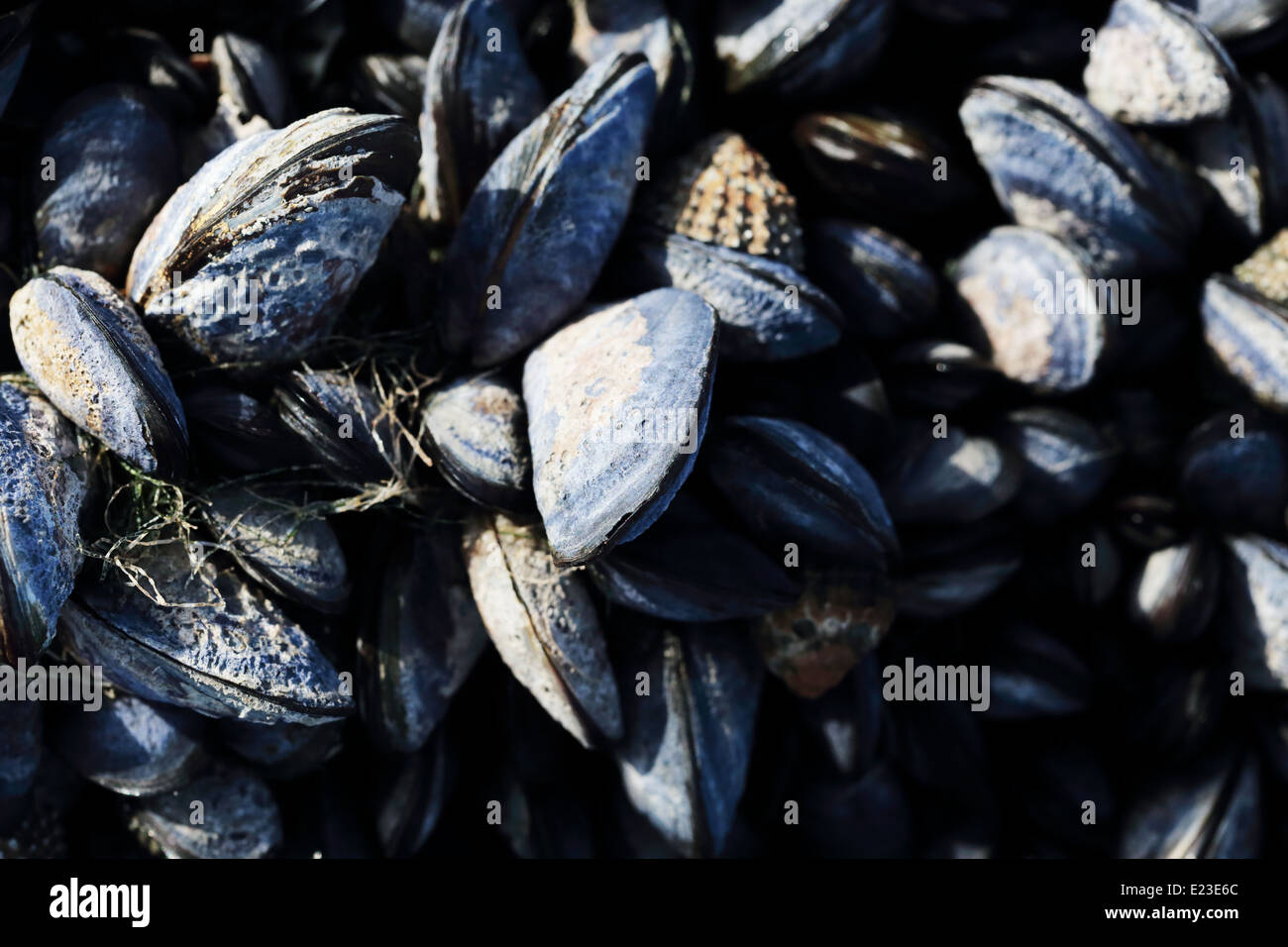 Shellfish growing on rocks hi-res stock photography and images - Alamy