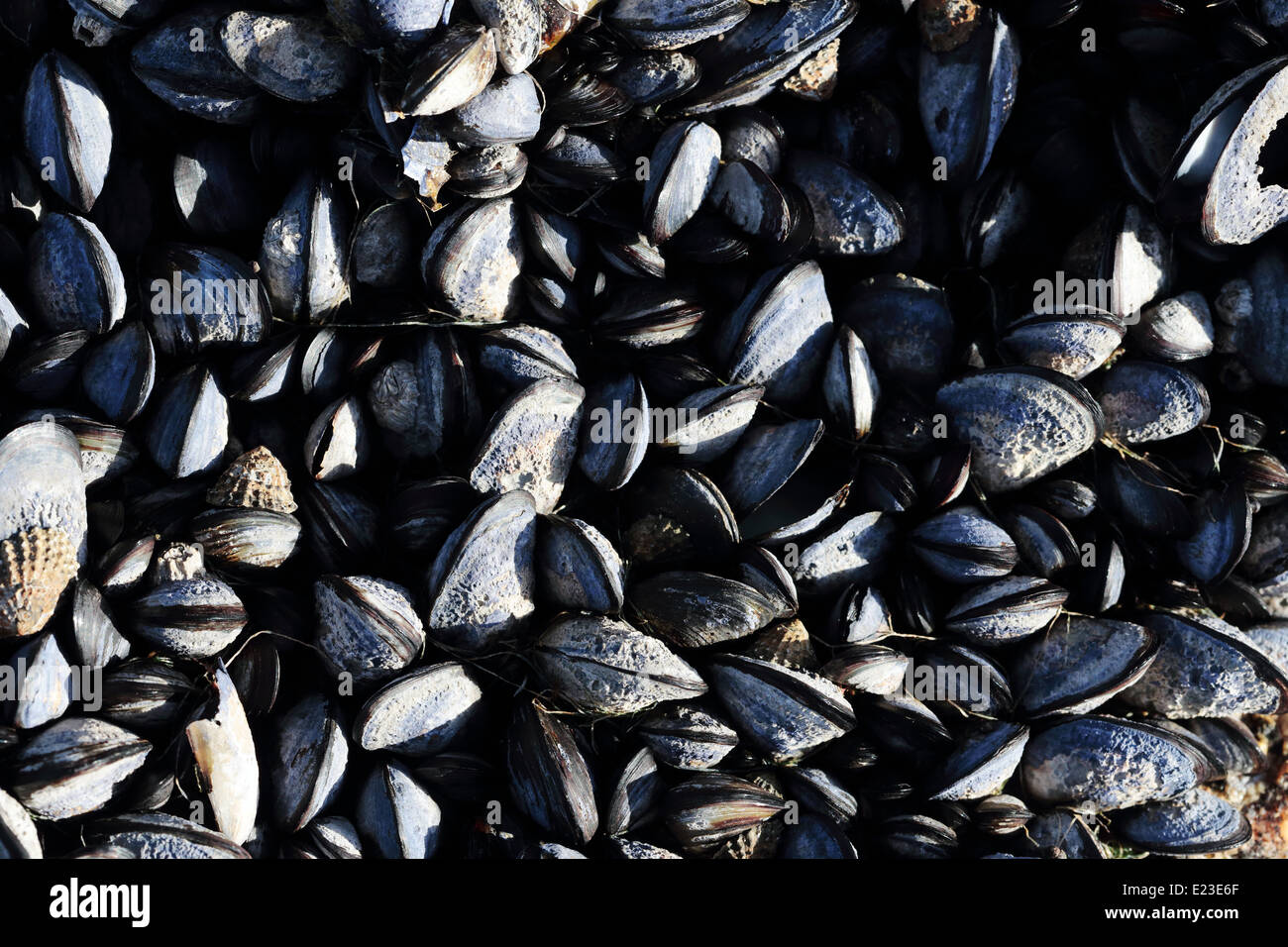 Mussels growing on rocks on the Paternoster coast Stock Photo - Alamy