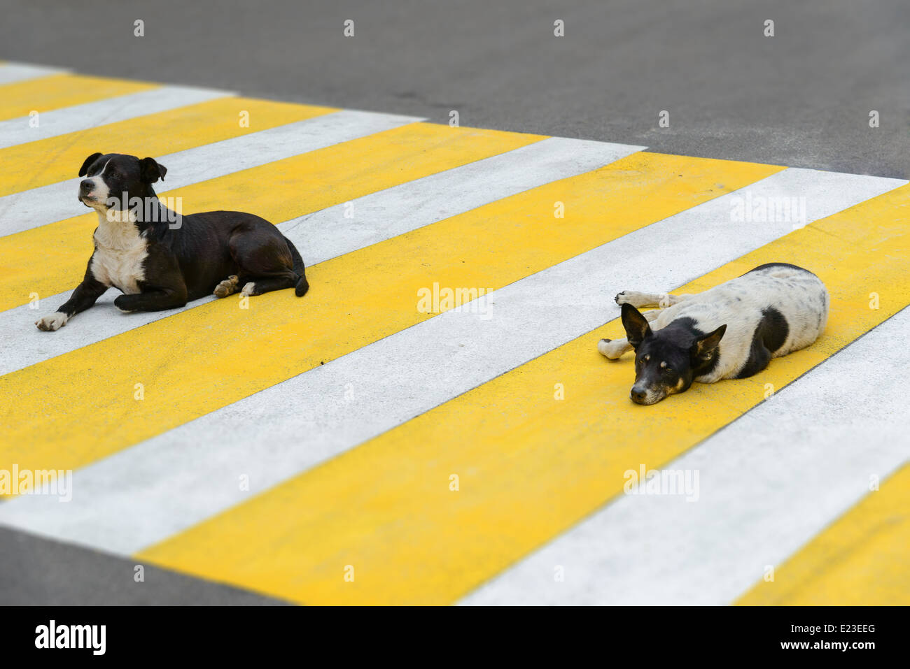 Crossing dog walk hi-res stock photography and images - Alamy