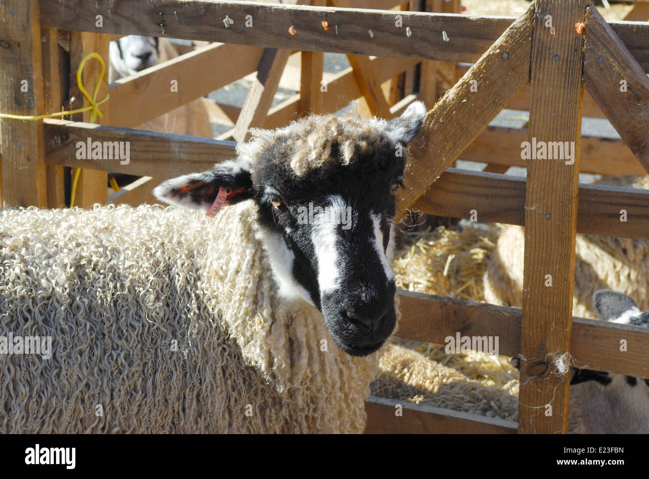 Masham Sheep Fair Stock Photo - Alamy