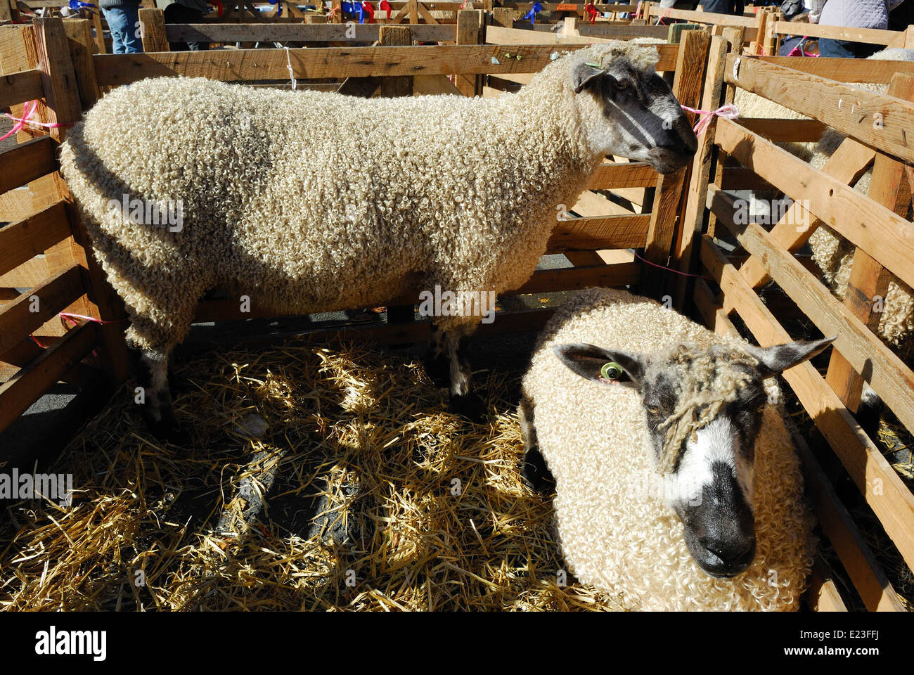 Masham Sheep Fair Stock Photo - Alamy