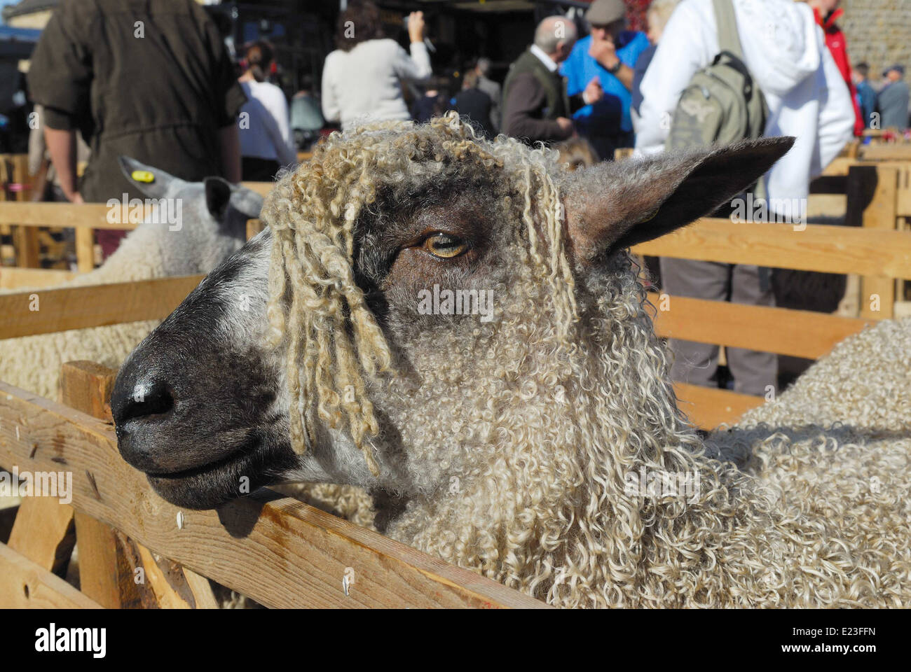Masham Sheep Fair Stock Photo - Alamy