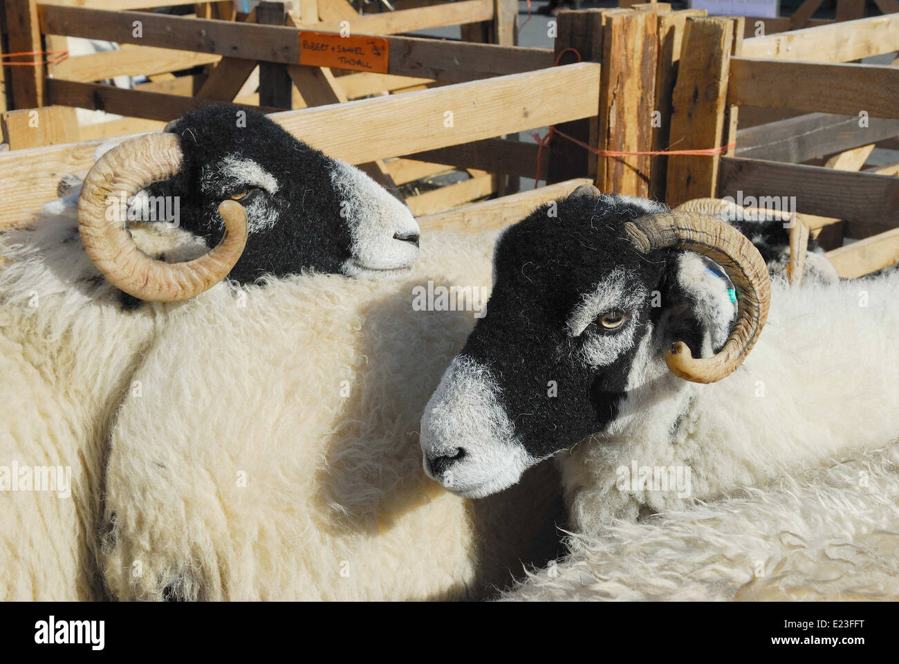 Masham Sheep Fair Stock Photo - Alamy