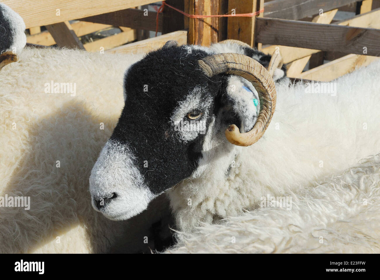 Masham Sheep Fair Stock Photo - Alamy
