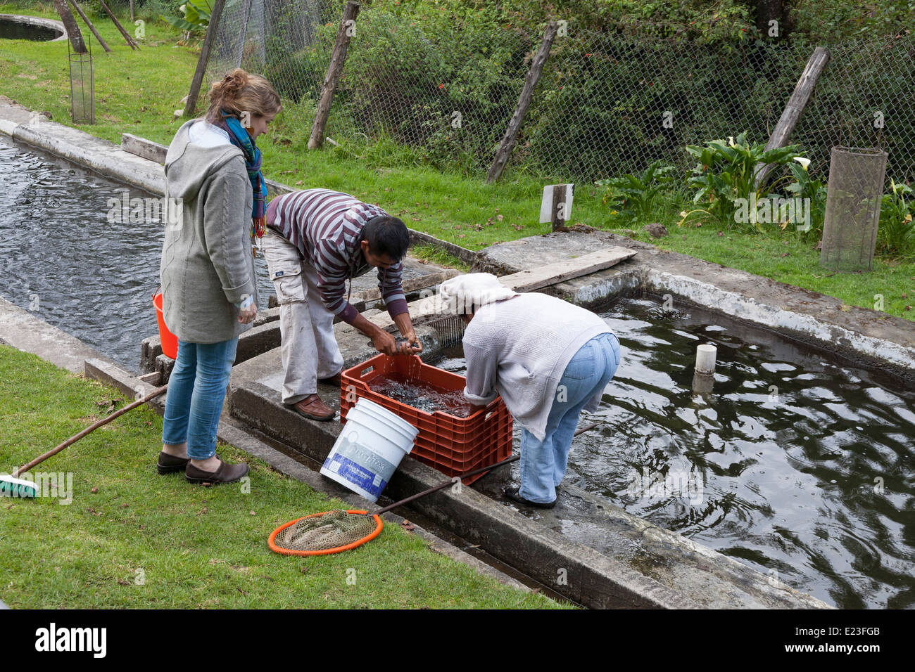 Local farmers catching fish at a trout farm in the village of Macheros ...