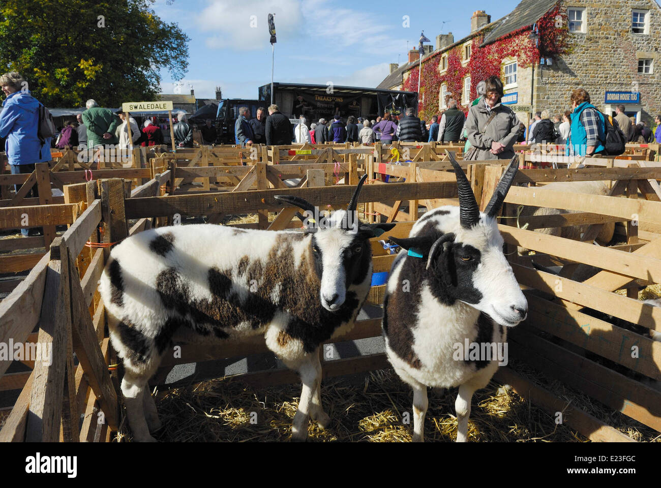 Masham Sheep Fair Stock Photo - Alamy