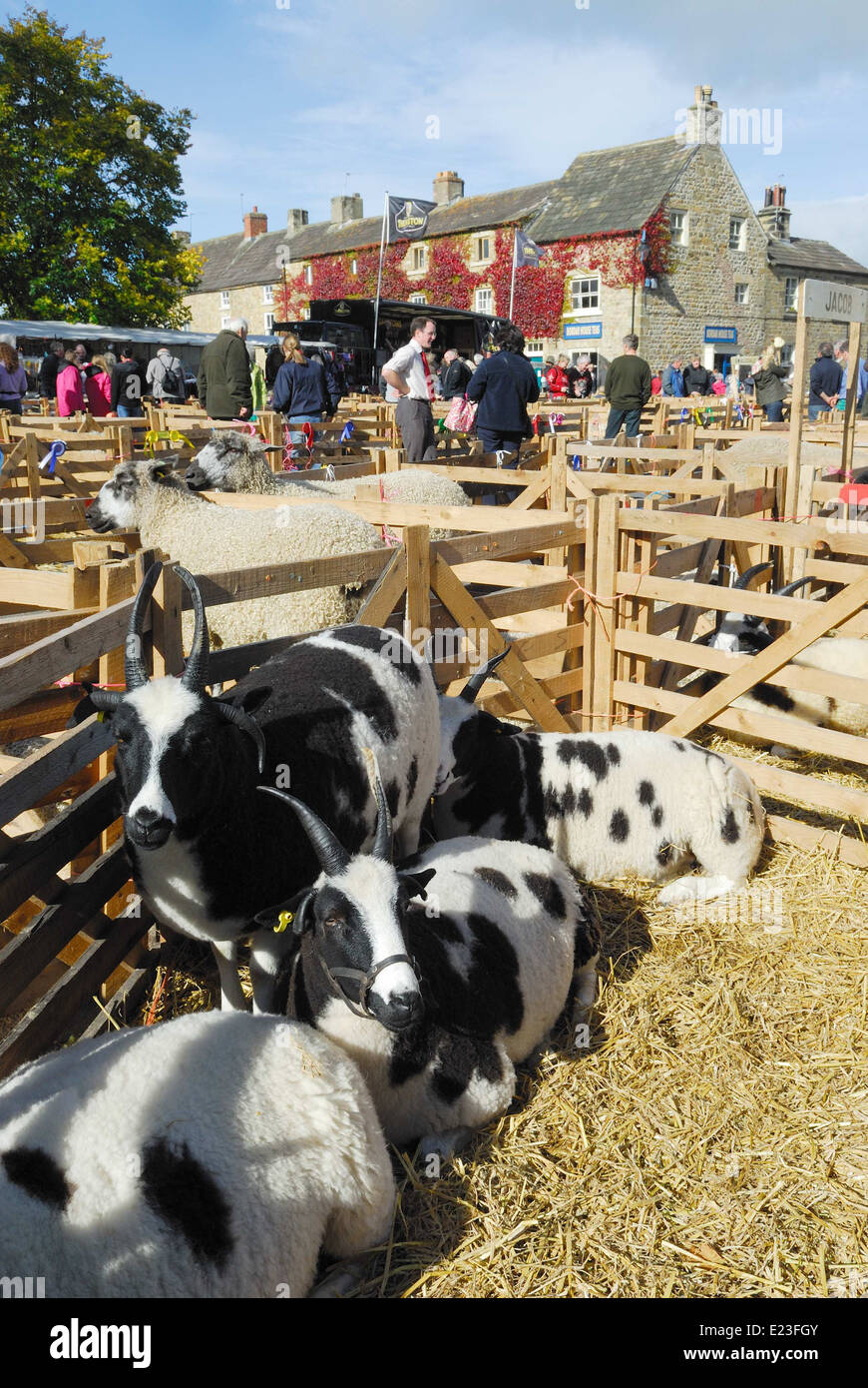 Masham Sheep Fair Stock Photo - Alamy