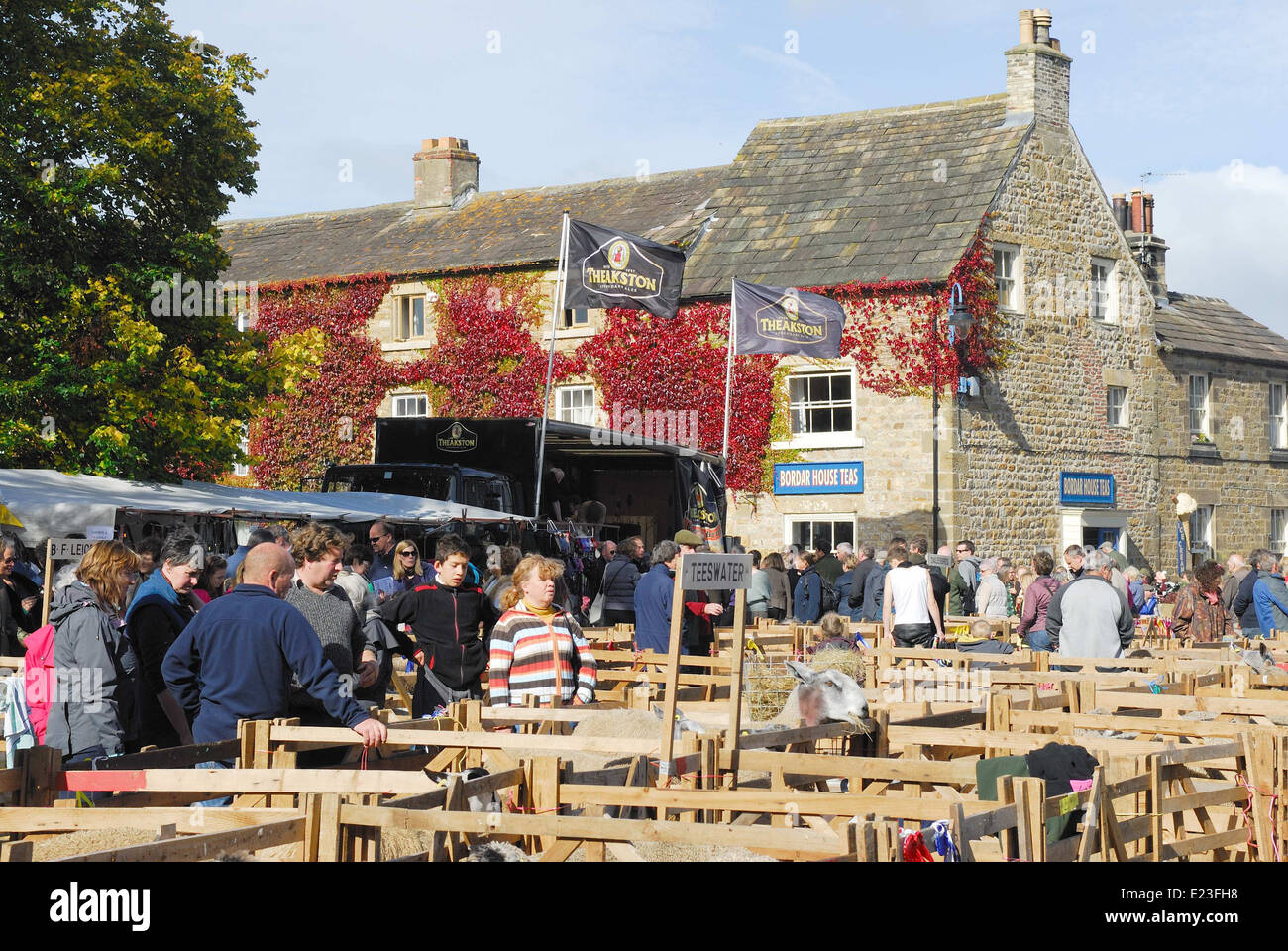 Texel breed of sheep hi-res stock photography and images - Alamy