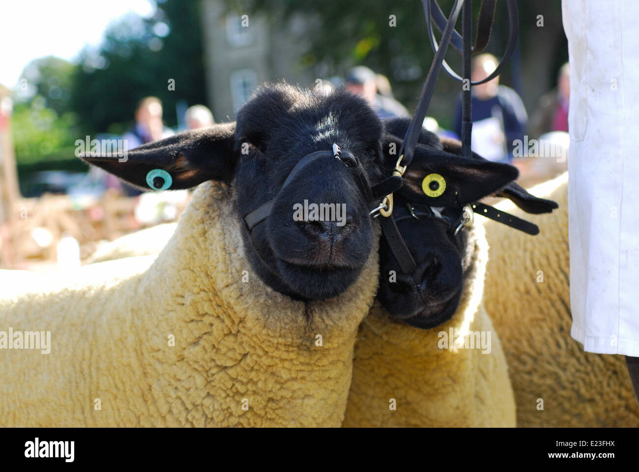 Masham Sheep Fair Stock Photo - Alamy