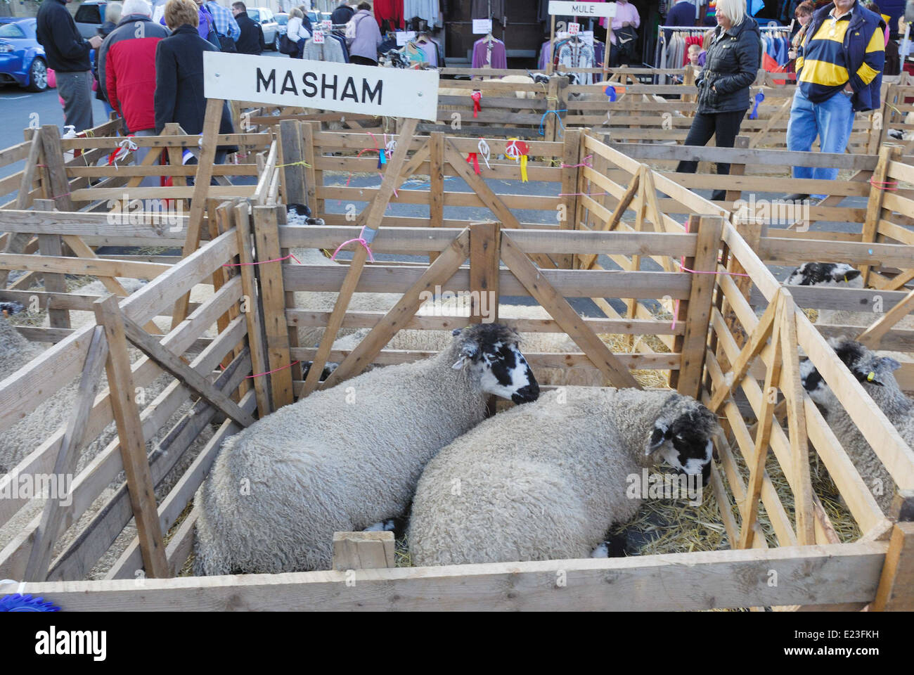 Masham Sheep Fair Stock Photo - Alamy