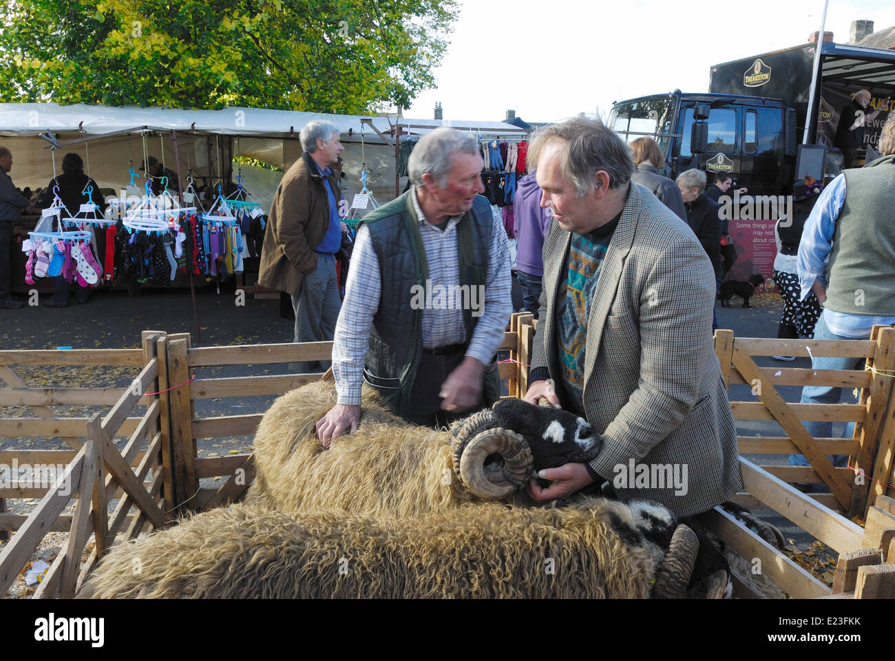 Masham sheep hi-res stock photography and images - Alamy