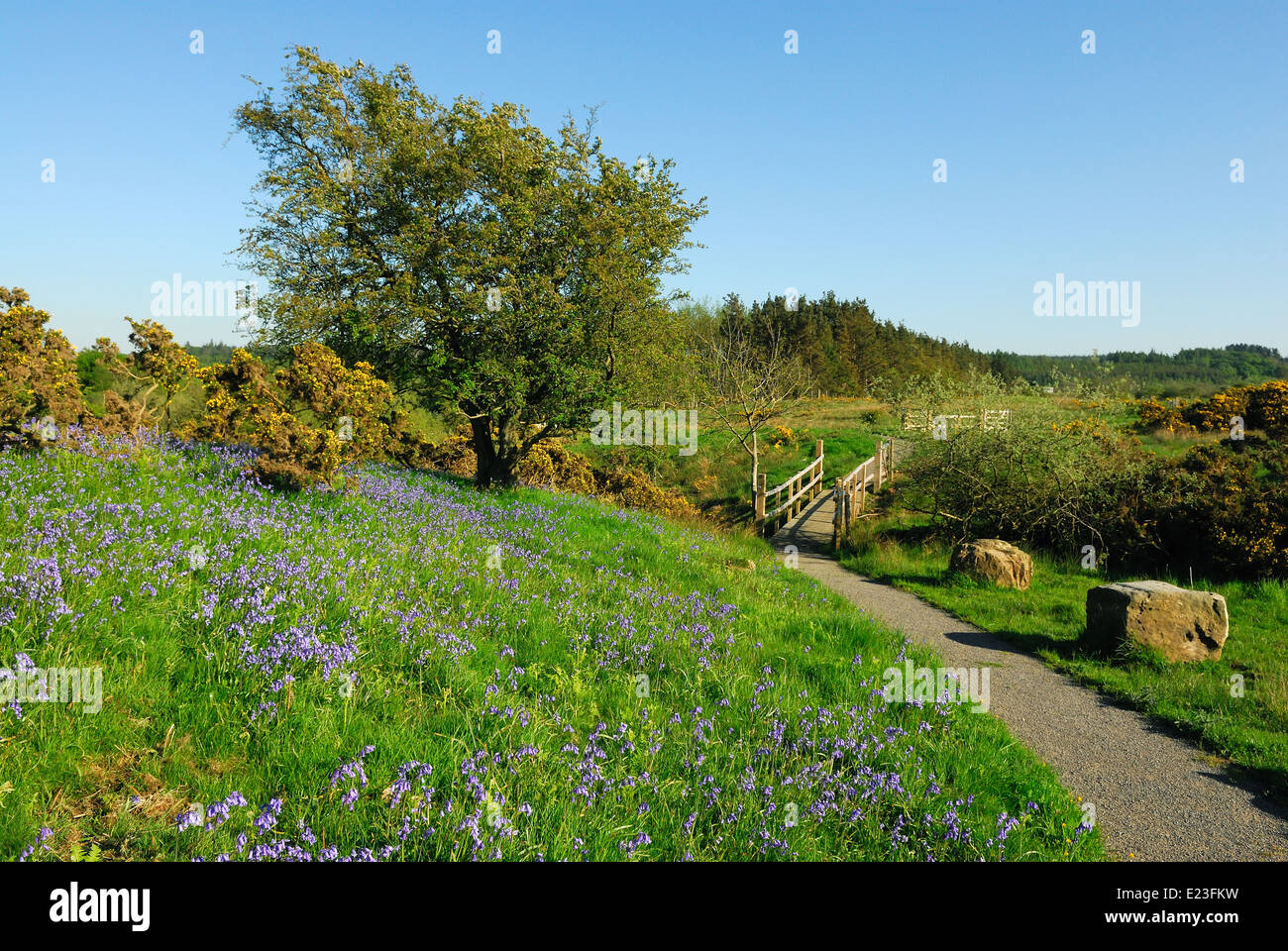 Bluebells on the High Moor Stock Photo - Alamy