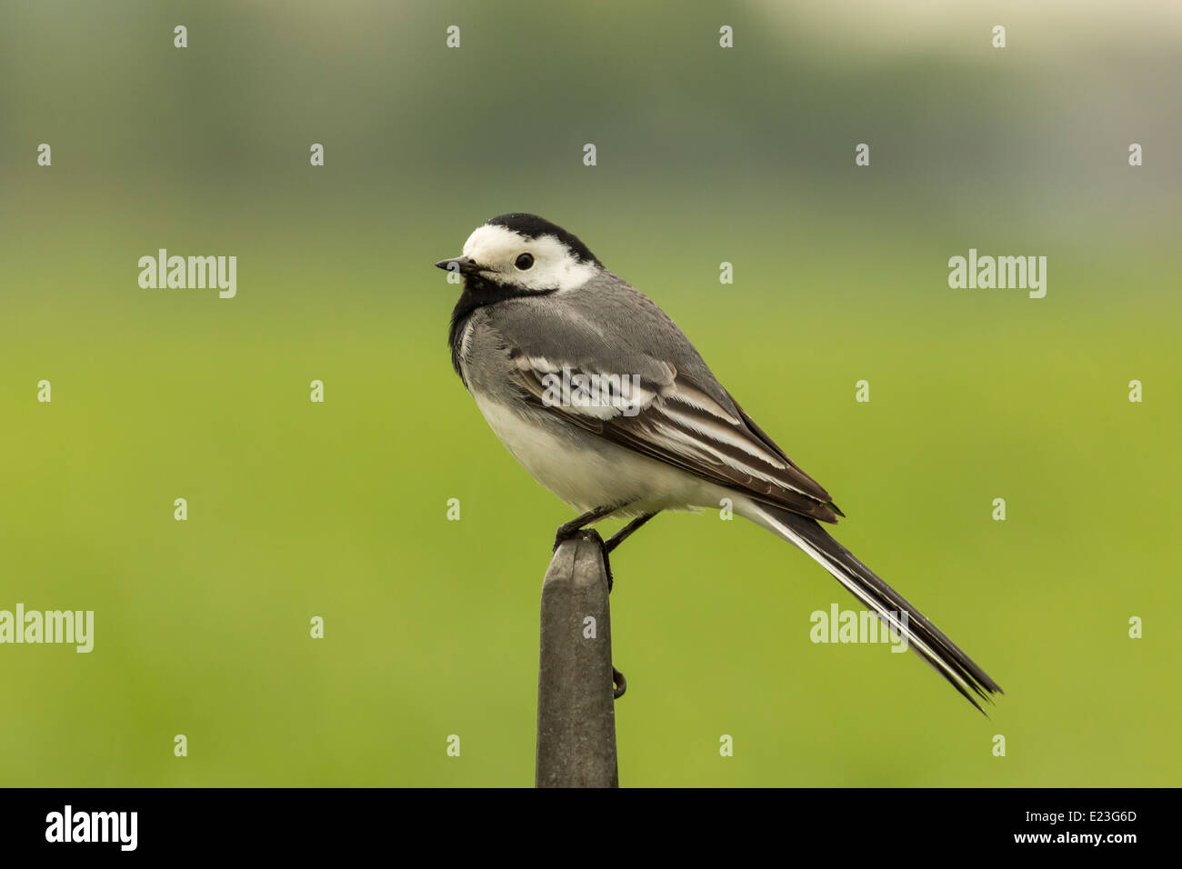Pied wagtail hi-res stock photography and images - Alamy
