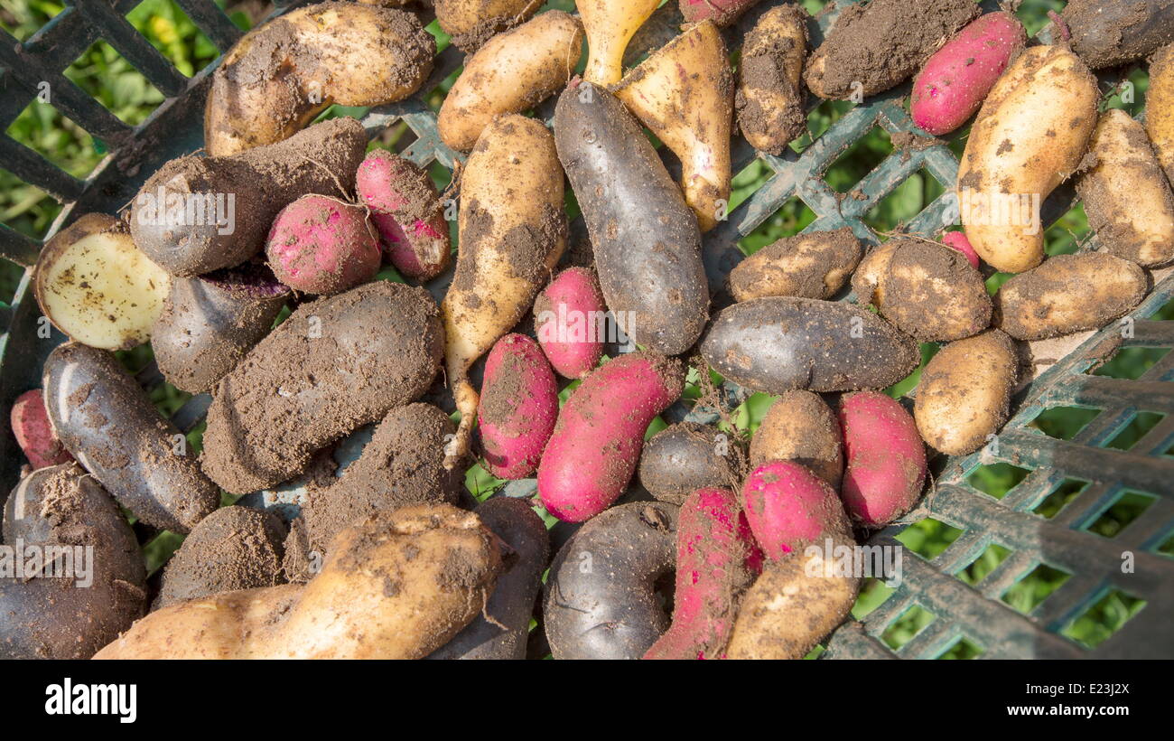 Mayan gold potato hi-res stock photography and images - Alamy