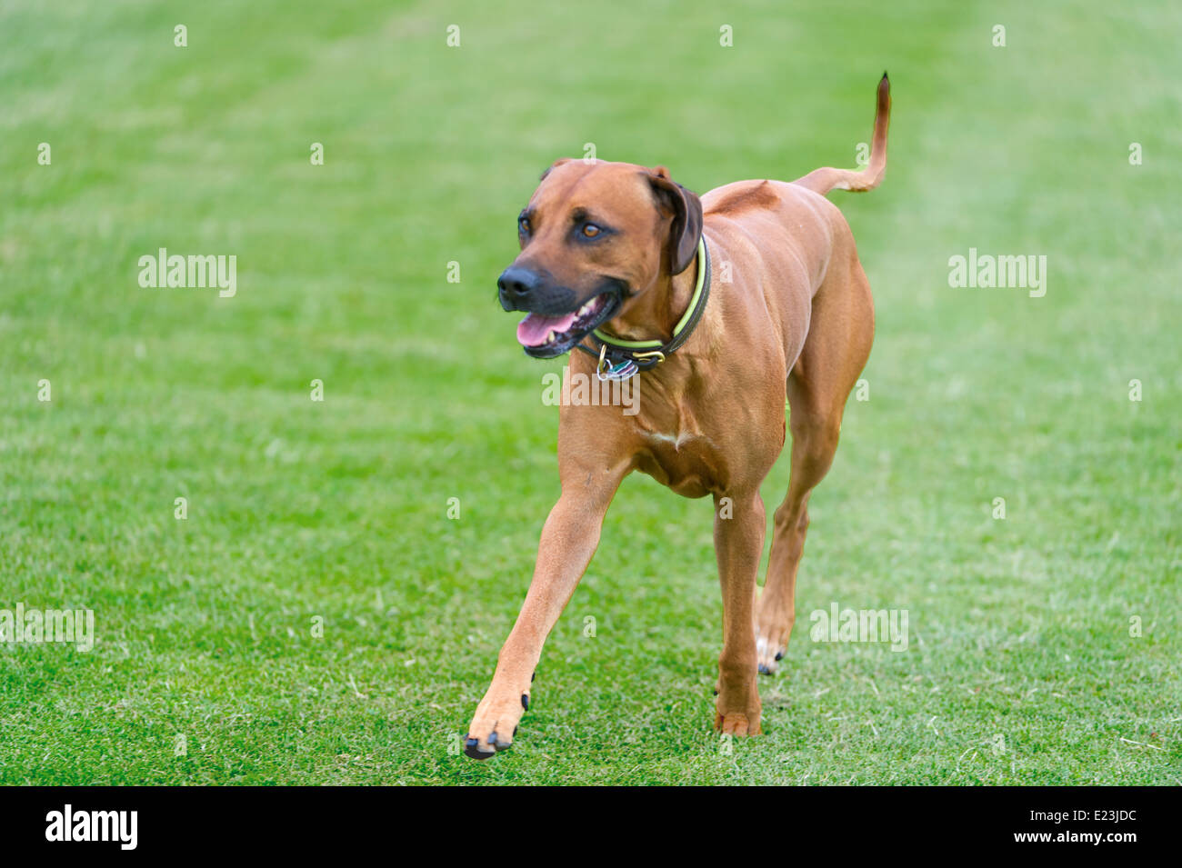 Hund,dog,rhodesian ridgeback, south africa Stock Photo - Alamy