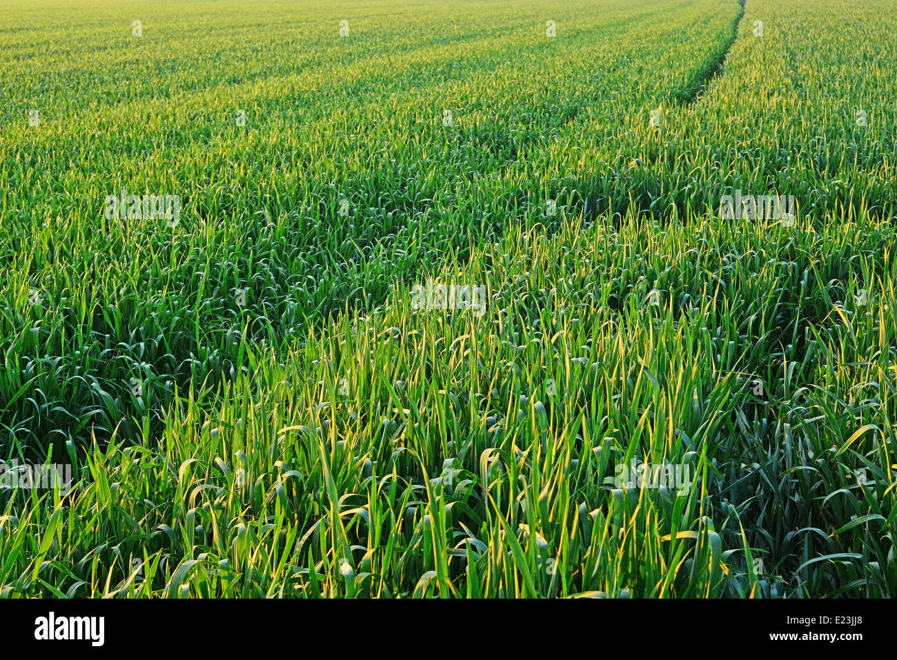 Morning filed hi-res stock photography and images - Alamy