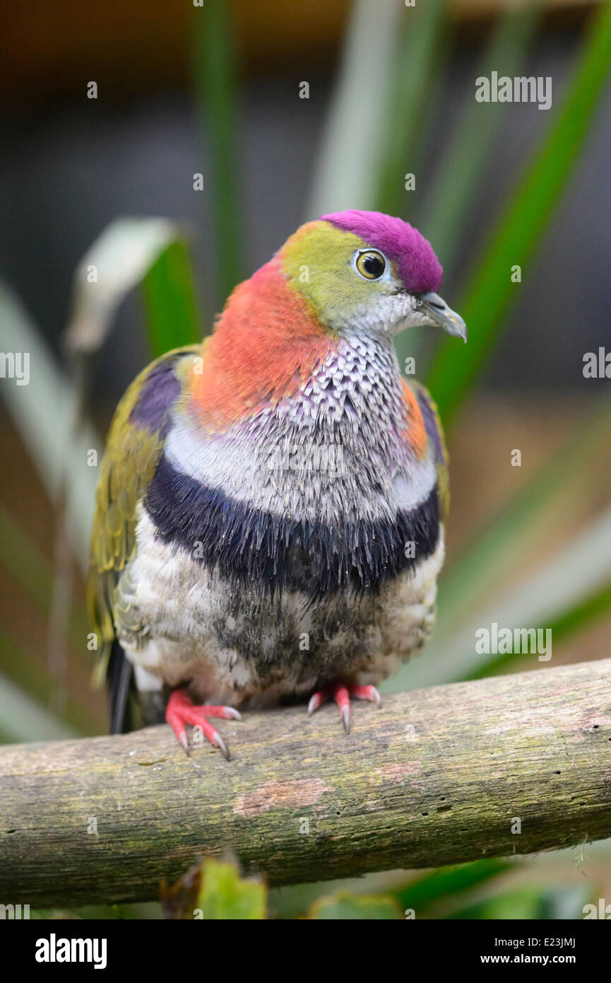 Fruit dove hi-res stock photography and images - Alamy